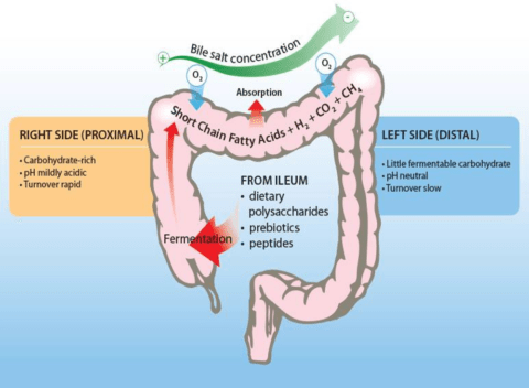Your diet and your microbes - Microbe Safari