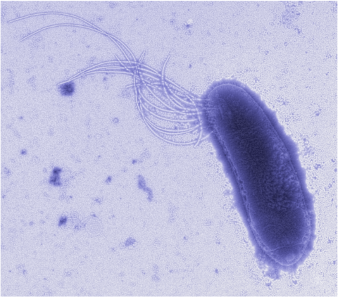 Meet your gut bacteria - Microbe Safari