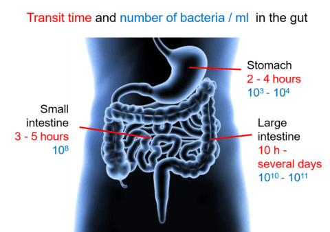 Your gut and your microbes - Microbe Safari